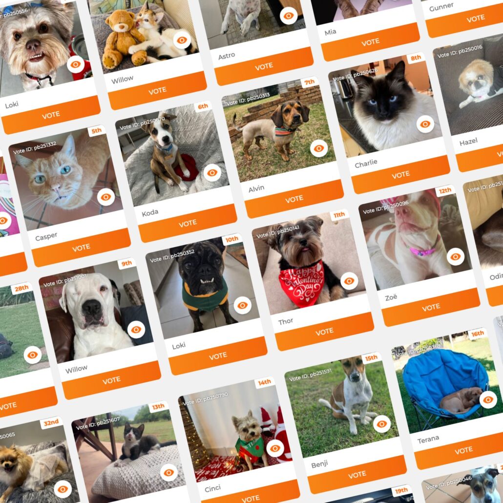 Cute Pet South Africa | SA's Original Cutest Pet Photo Contests