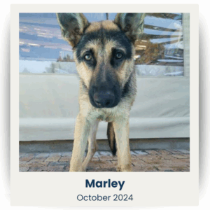 Cute Pet South Africa | SA's Original Cutest Pet Photo Contests